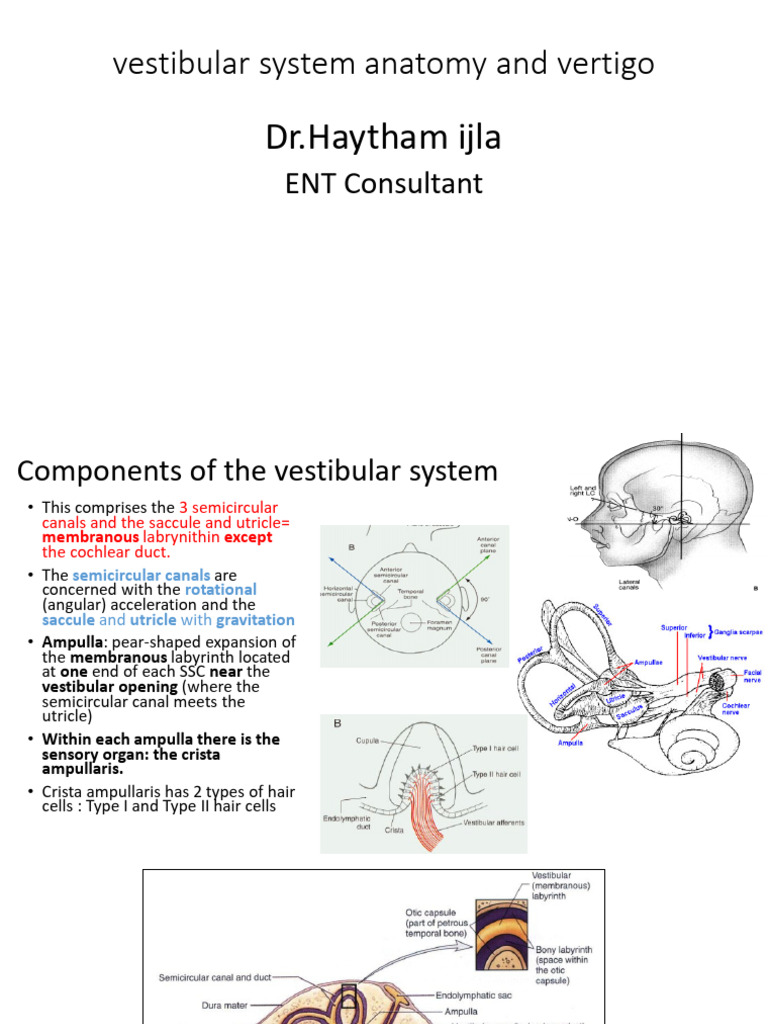 10.vestibular System Anatomy and Vertigo | PDF | Vertigo | Ménière's ...