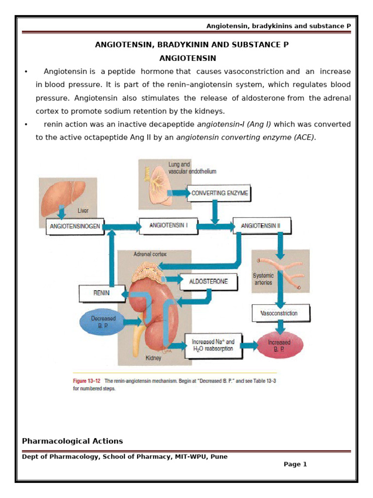 Angiotensin, Bradykinin and Substance P | PDF | Angiotensin | Physiology