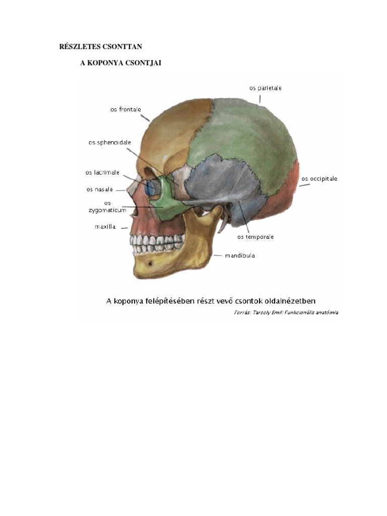 01 Anatomia 02 Reszletes - Csonttan | PDF