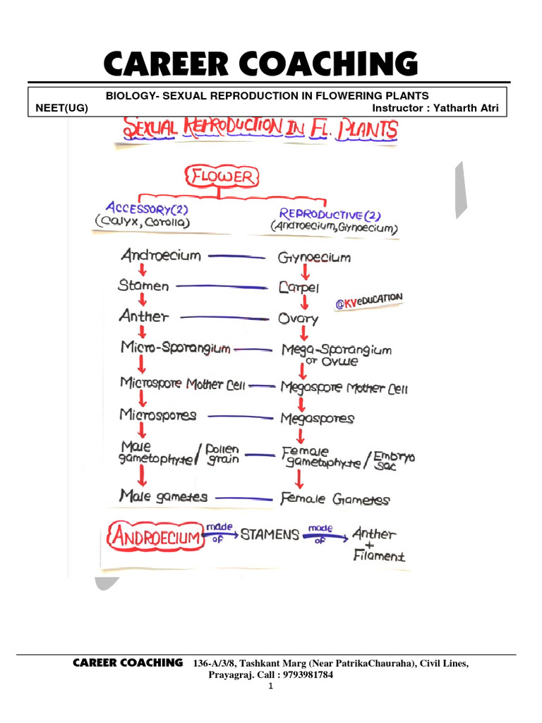 Biology-Sexual Reproduction in Flowering Plant | PDF
