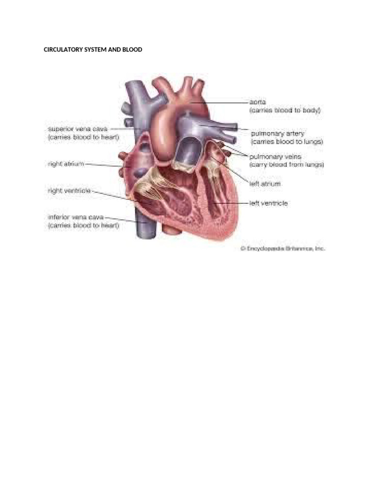BIOLOGY: Circulatory System and Blood | PDF | Myocardial Infarction ...