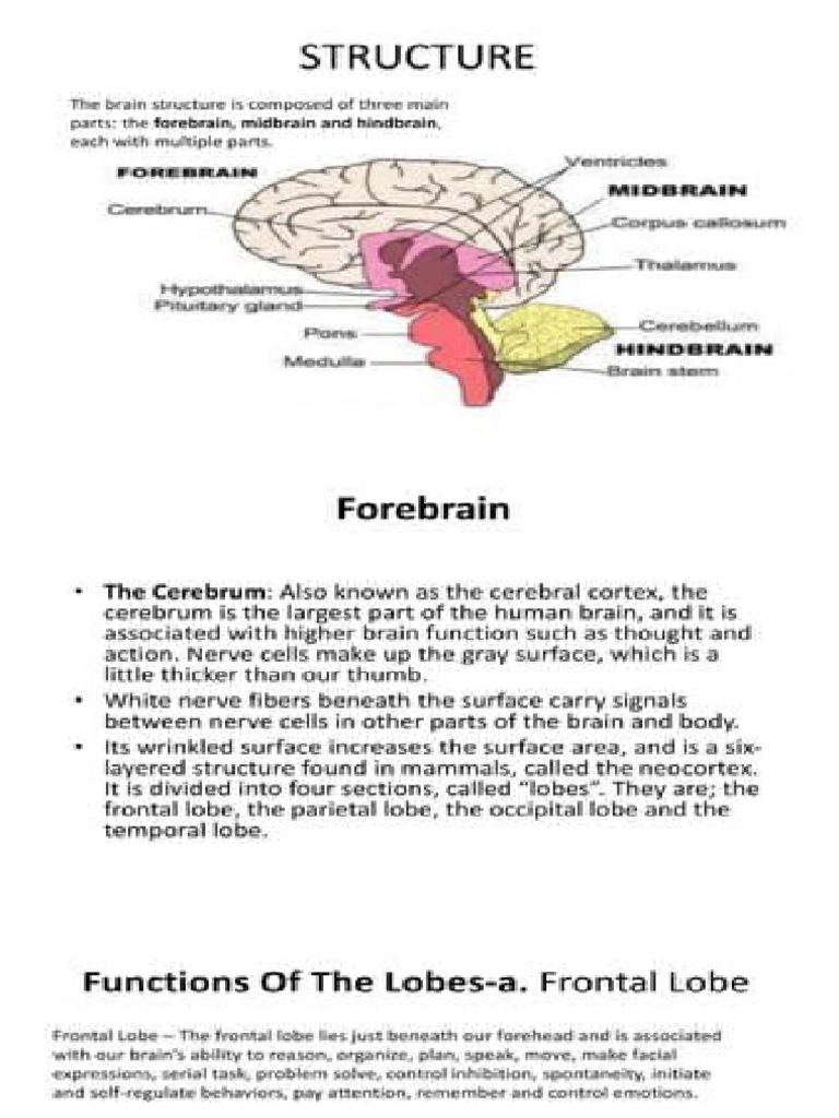 Brain Structure and Function | PDF