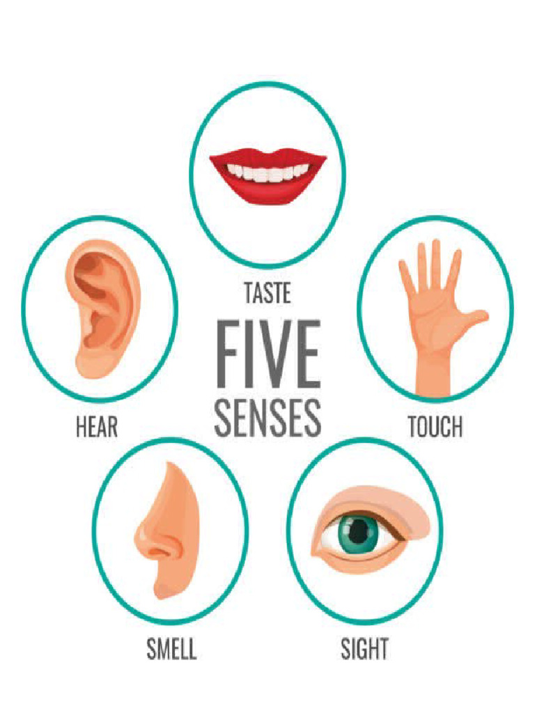 Sense Organs | PDF