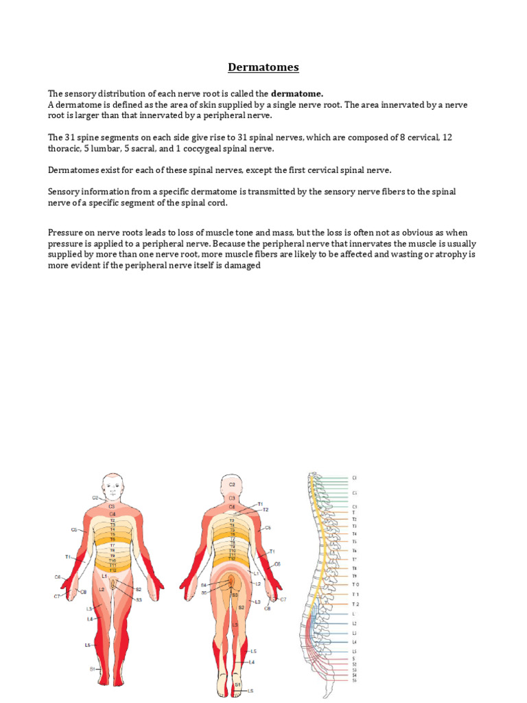 Dermatomes, Myotomes, Reflexes PCEFF NPTEFF | PDF | Nerve | Nervous System