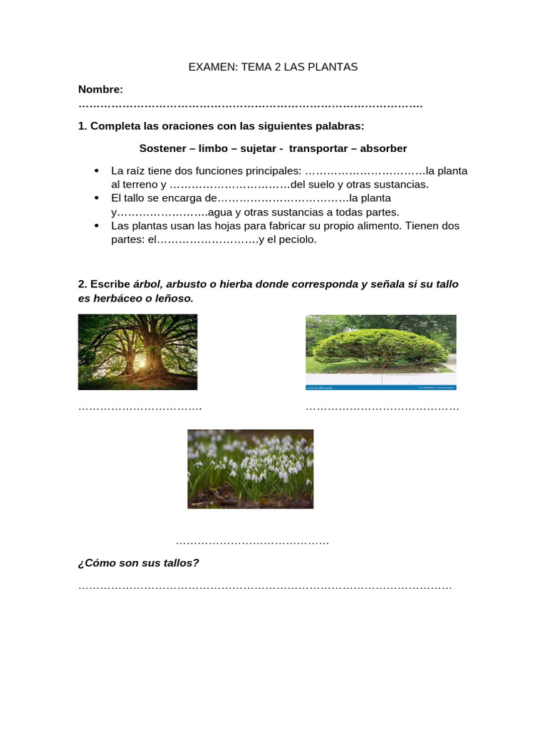 Examen Plantas | PDF