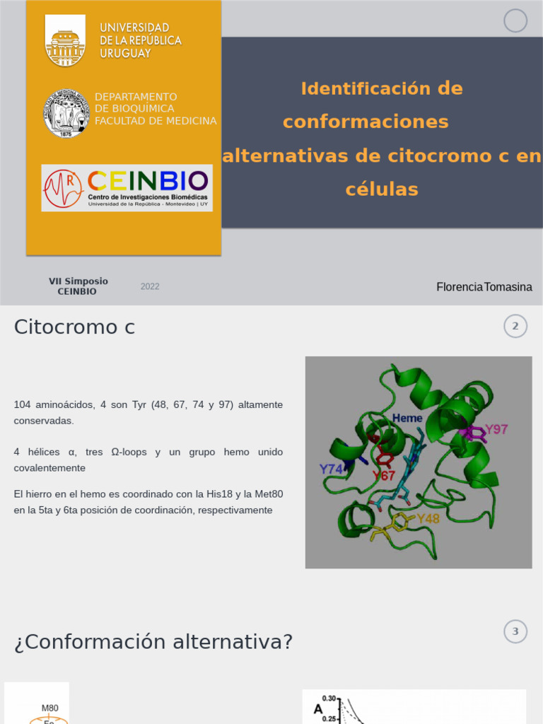 Conformaciones alternativas de citocromo c | PDF | Citocromo C ...