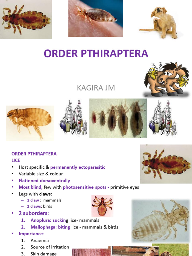 Lecture 9 - Lice Fleas Bed Bugs | PDF