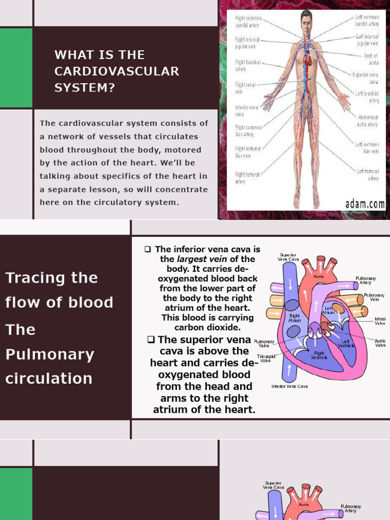 Understanding the Circulatory System | PDF | Heart | Heart Valve