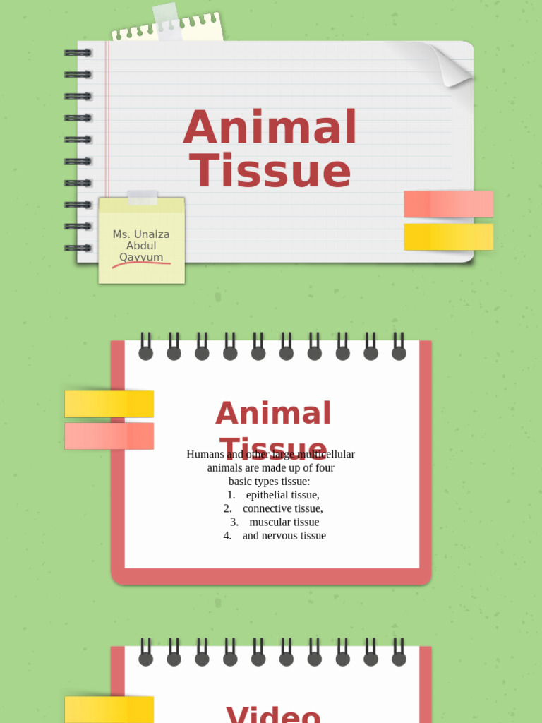 Animal Tissues Pdf Epithelium Muscle