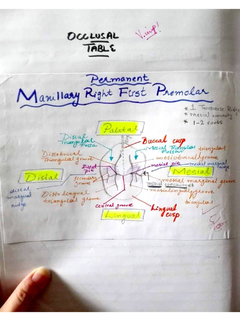 Morpho Diagrams 2 | PDF