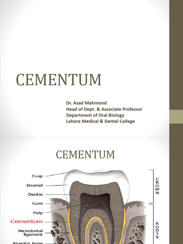 Cementum New | PDF | Human Tooth | Tooth