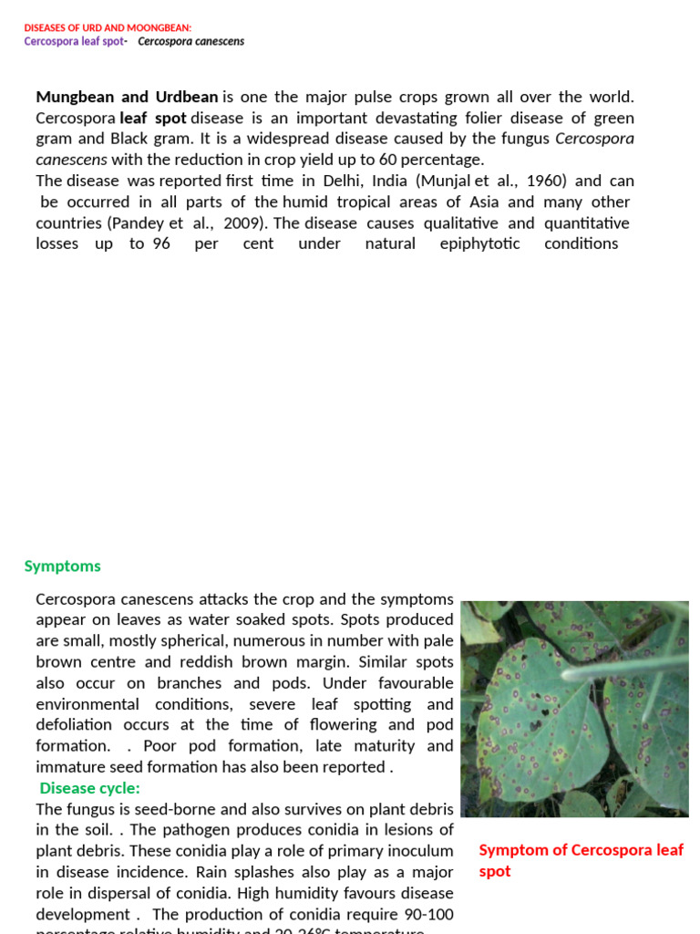 Urd & Moongbean Disease | PDF | Plants | Botany