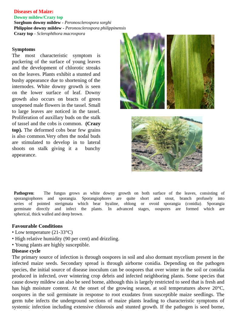 Maize | PDF | Plants | Botany