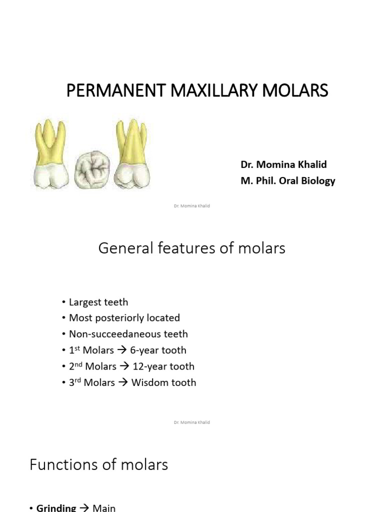 Permanent Maxillary Molars | PDF | Dental Anatomy | Dentistry Branches