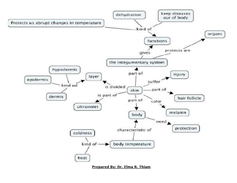 Module 11 A. Concept Map Integumentary System | PDF
