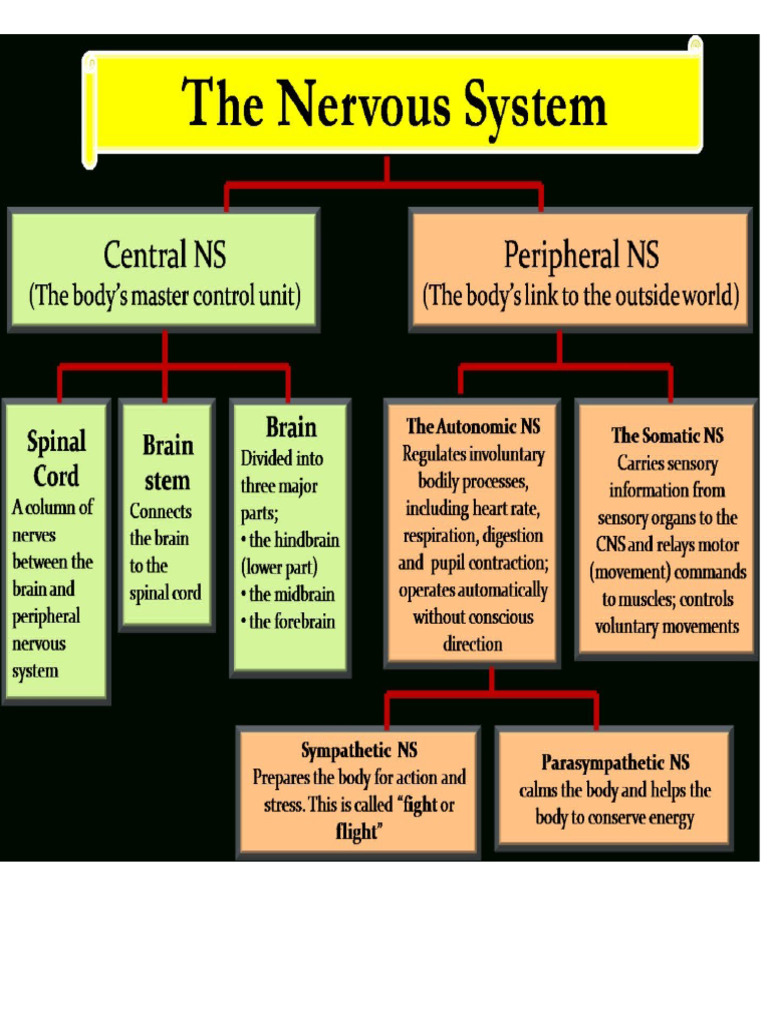 Module 10. Concept Map Nervous System | PDF
