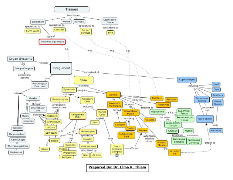 Module 11. Integumentary System Concept Map | PDF
