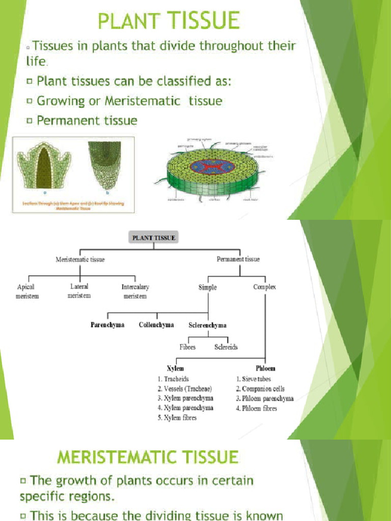 Plant Tissues | PDF