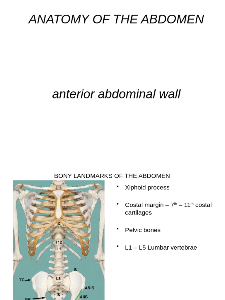 1.Abdomen | PDF | Abdomen | Musculoskeletal System