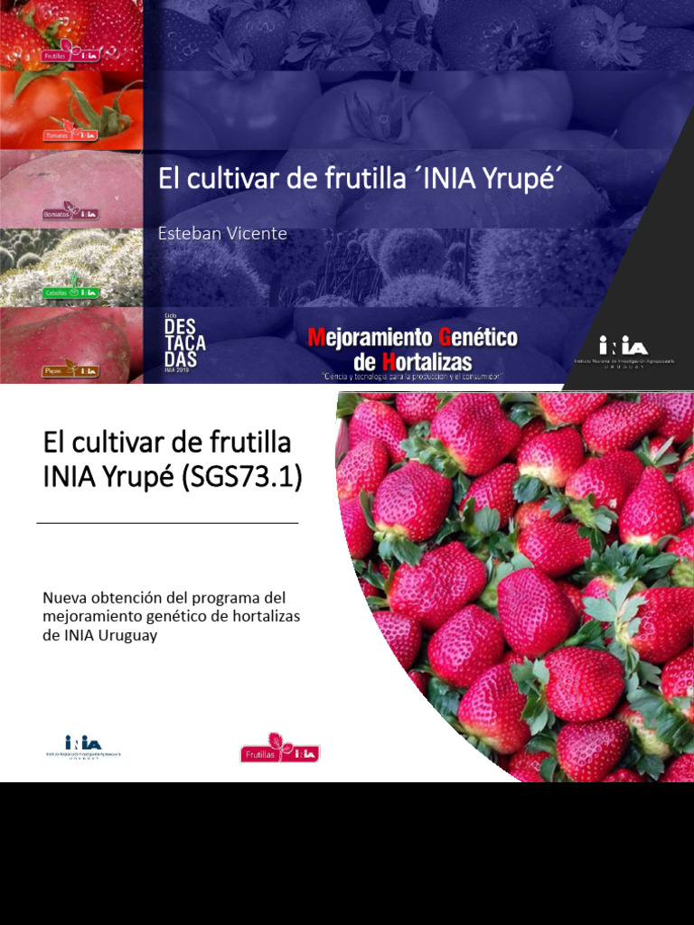 Inia Yrupe | PDF | fresa | Fruta