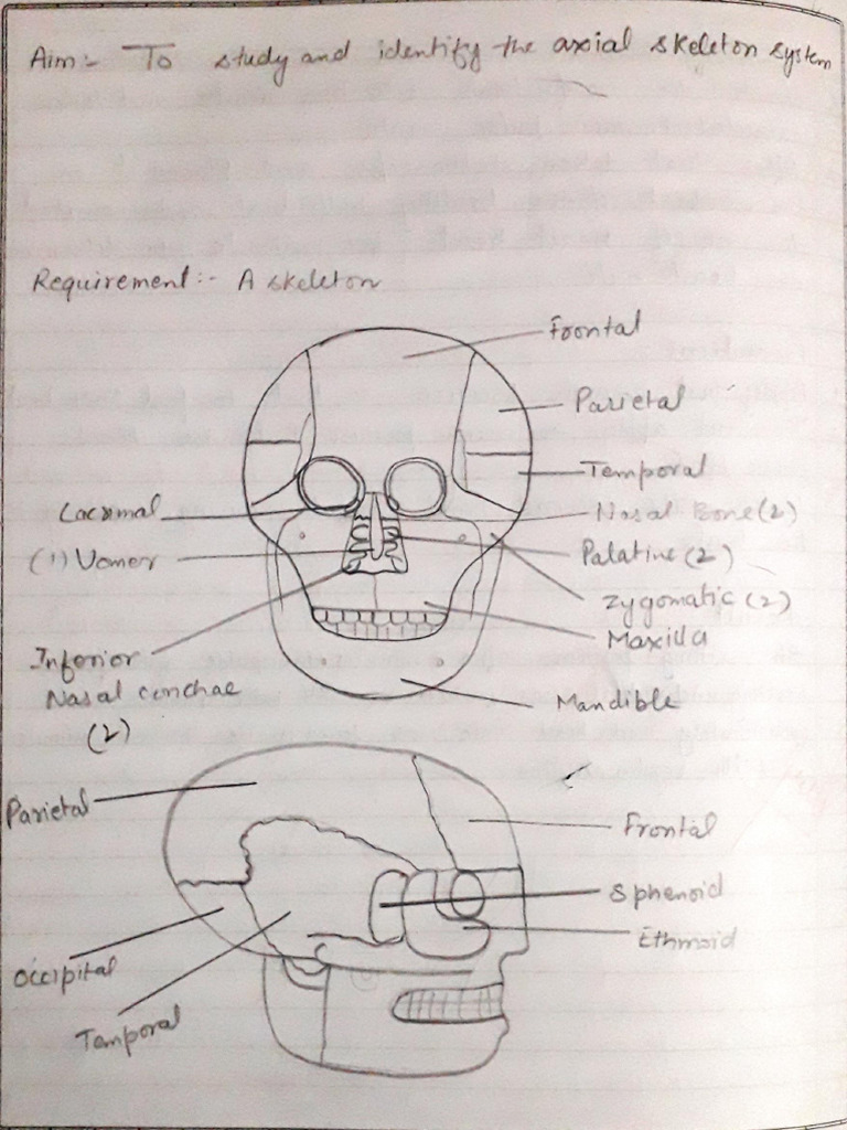 To Study and Identify Axial Skeleton, Hap Practical | PDF