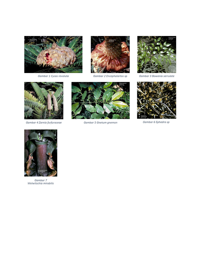 Gambar Referensi Monocots | PDF