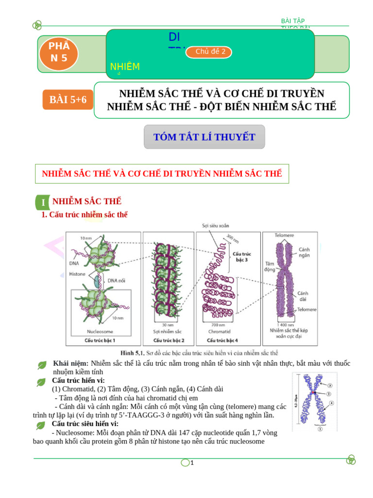Bài 5+6 Nhiễm Sắc Thể Và Cơ Chế Di Truyền Nst -Đột Biến Nst | PDF