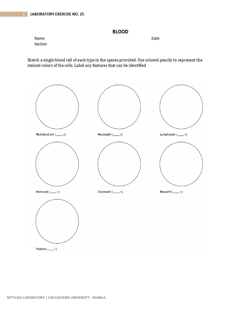 Blood Cell Identification Lab Exercise | PDF | White Blood Cell | Blood ...