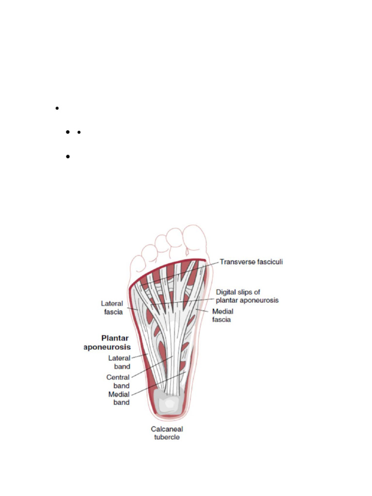 Plantar Fasciitis | PDF | Foot | Musculoskeletal System