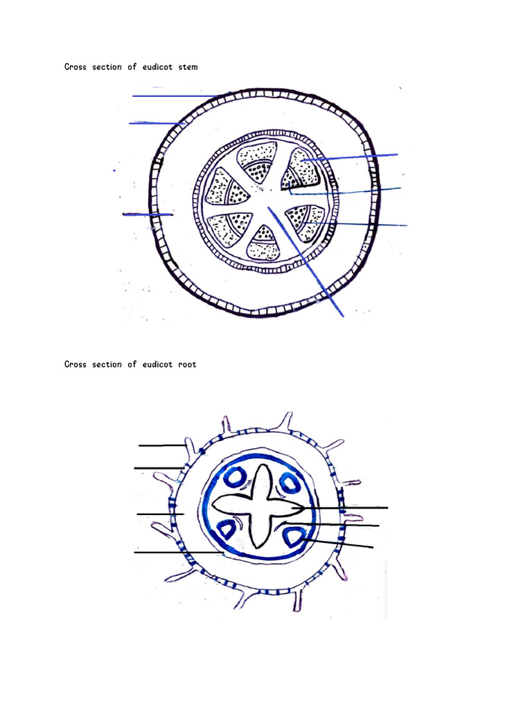 Cross Section of Eudicot Stem | PDF