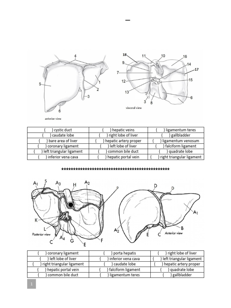 Lab (3) - Worksheets | PDF | Liver | Pancreas