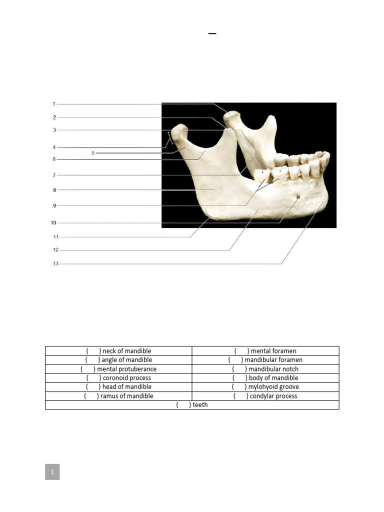 Lab (1) - Worksheets | PDF | Stomach | Tongue
