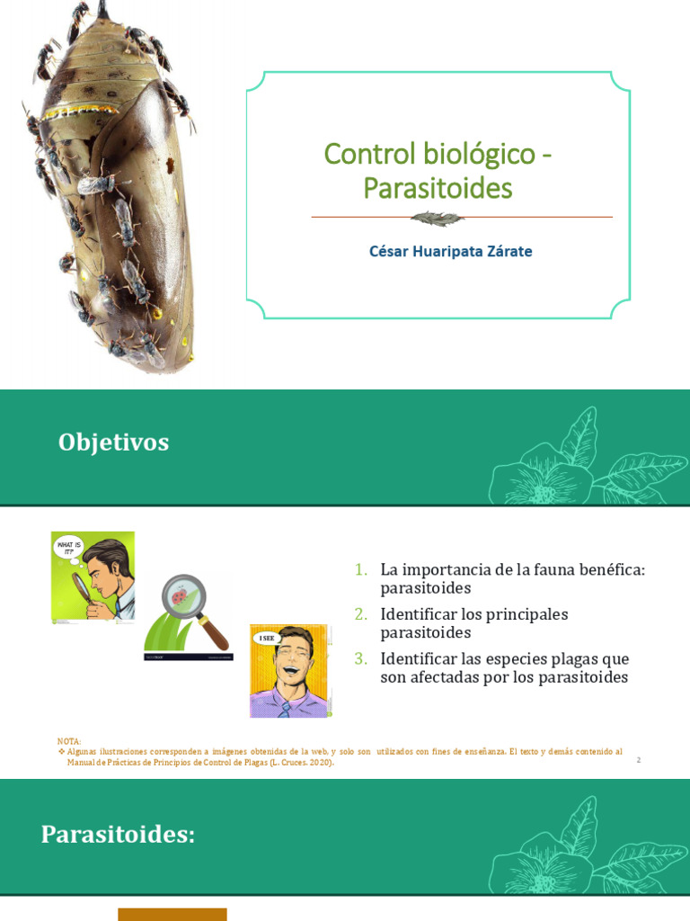 Práctica 4. Control Biológico - Parasitoides, CHZ 2024 | PDF | Insectos ...
