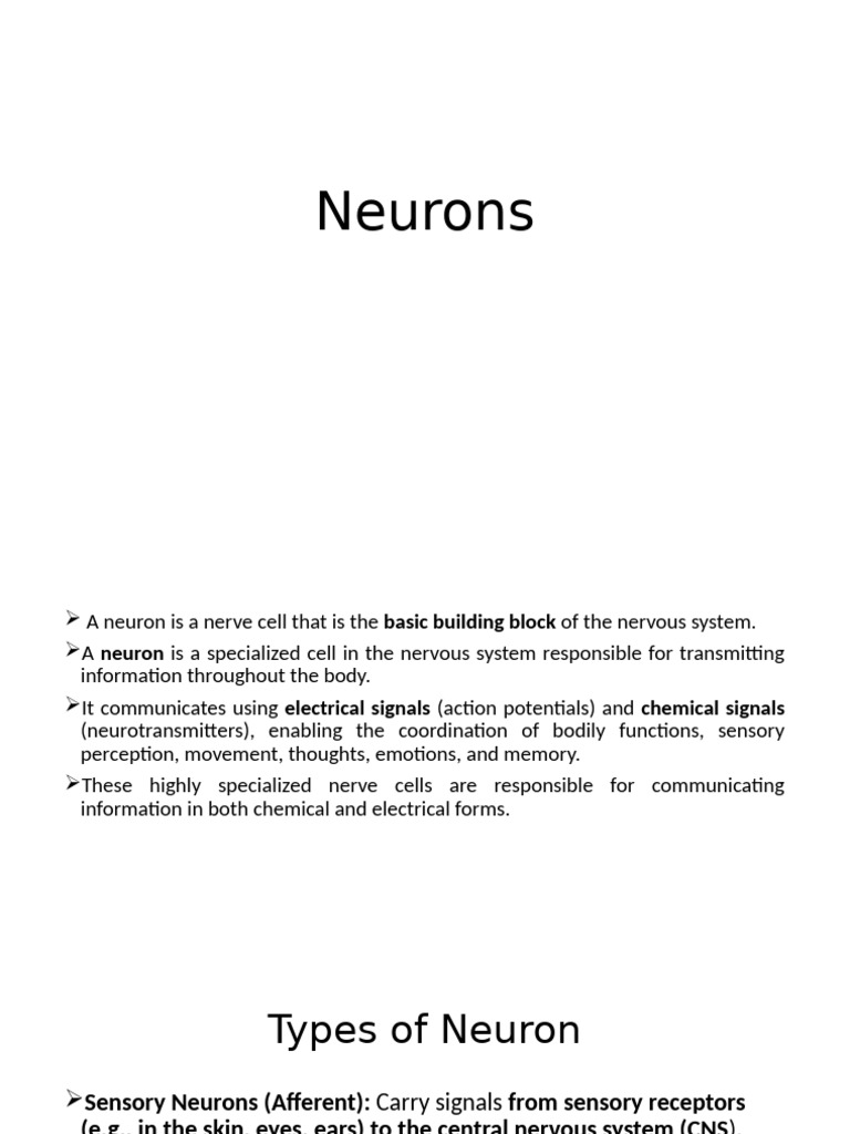 Neurons | PDF | Neuron | Axon