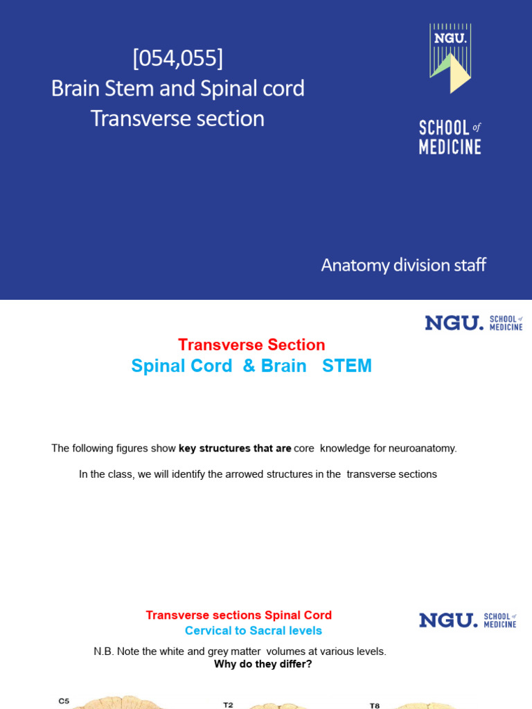 All Brain Stem & (054 - 055) | PDF | Spinal Cord | Brainstem