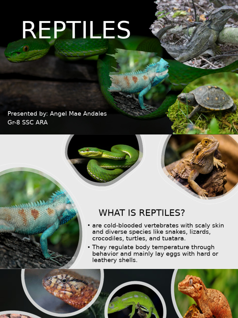 REPTILES | PDF
