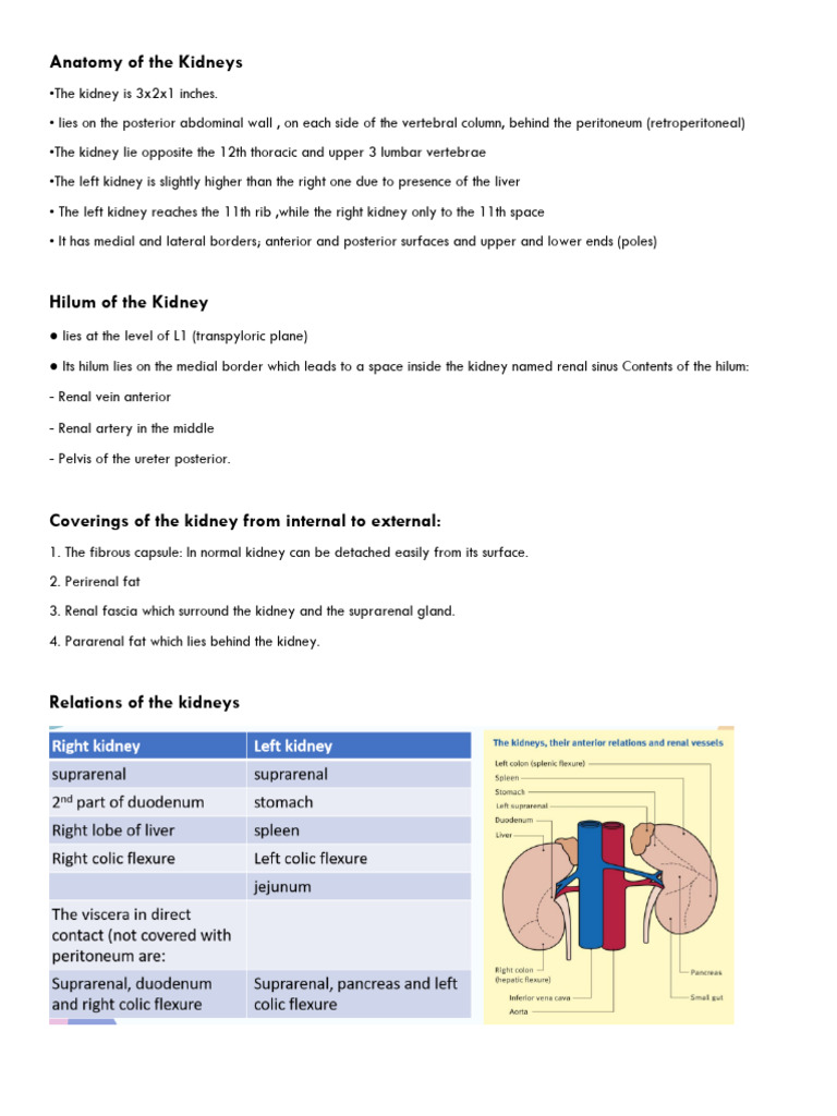 Kidney Anatomy | PDF | Kidney | Aorta