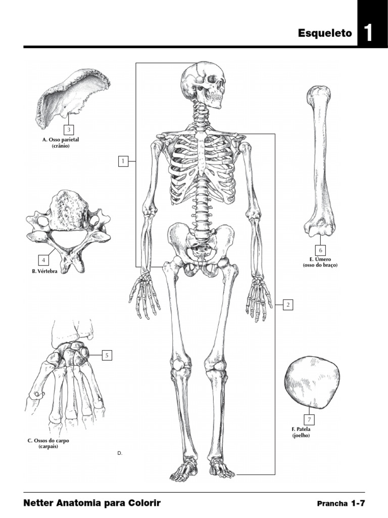 Anatomia para Colorir Sistema Esquel Tico | PDF | Membros (anatomia) | Sistema Esquelético