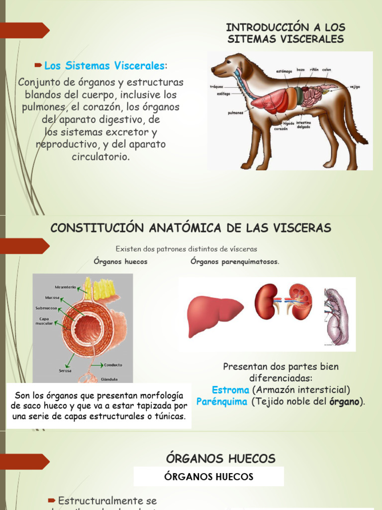 Anatomía de los Sistemas Viscerales | PDF | Corazón | Ventrículo (corazón)