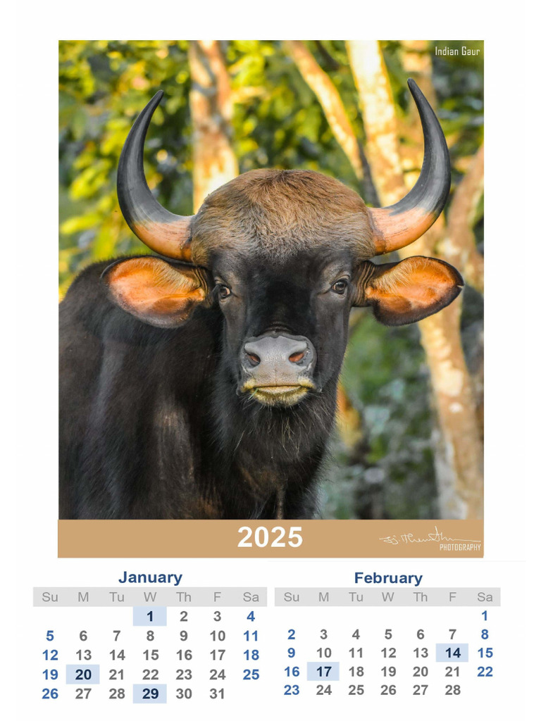 Wildlife | PDF