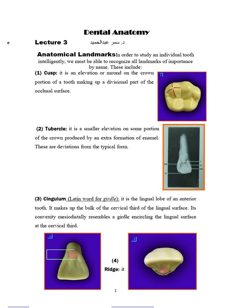 Dental Anatomy: Key Tooth Landmarks | PDF | Dental Anatomy | Dentistry