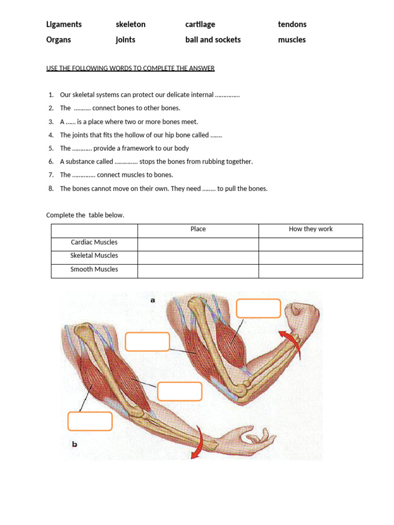Ligaments Skeleton Cartilage Tendons Organs Joints Ball and Sockets ...
