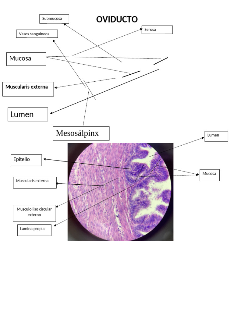 Oviducto - Tubulos Contorneados y Rectos - Vagina | PDF