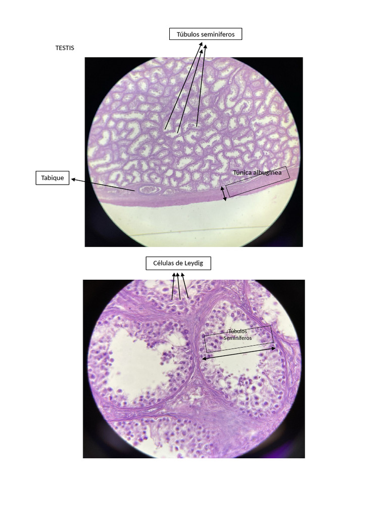 Testis, Oviducto, Ovario | PDF