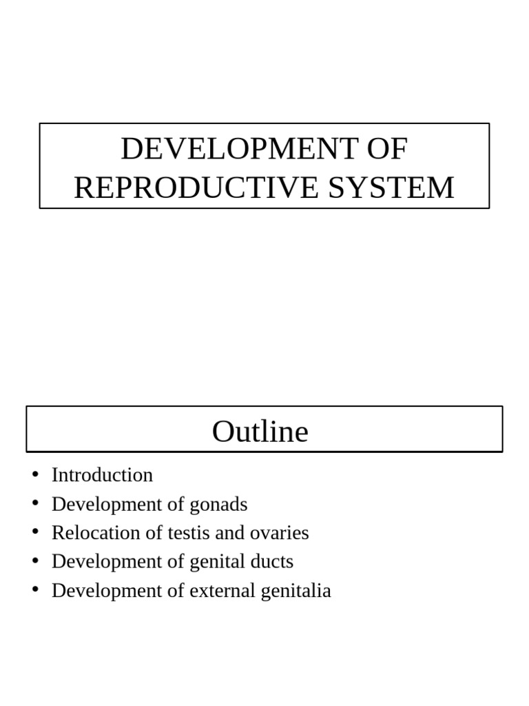 Development of Reproductive System | PDF | Testicle | Ovary