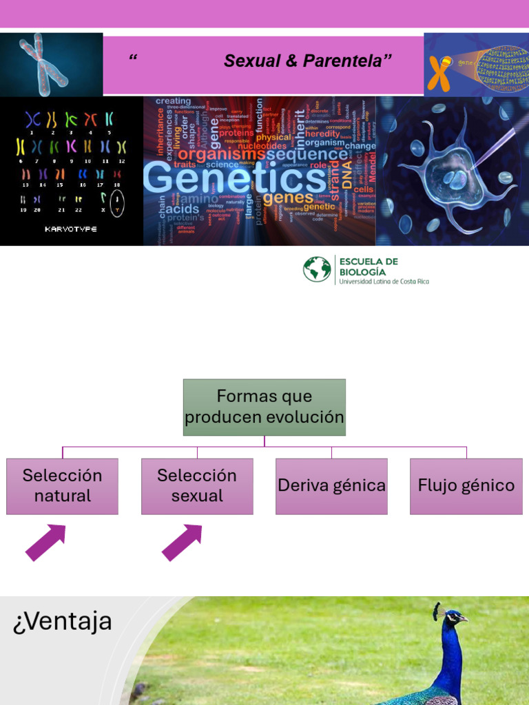 Sesión 8 - Selección Sexual y de Parentela | PDF | Selección sexual ...