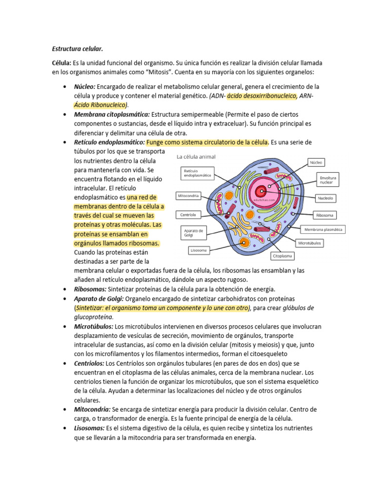 Estructura Celular | PDF | Biología Celular) | Citoplasma