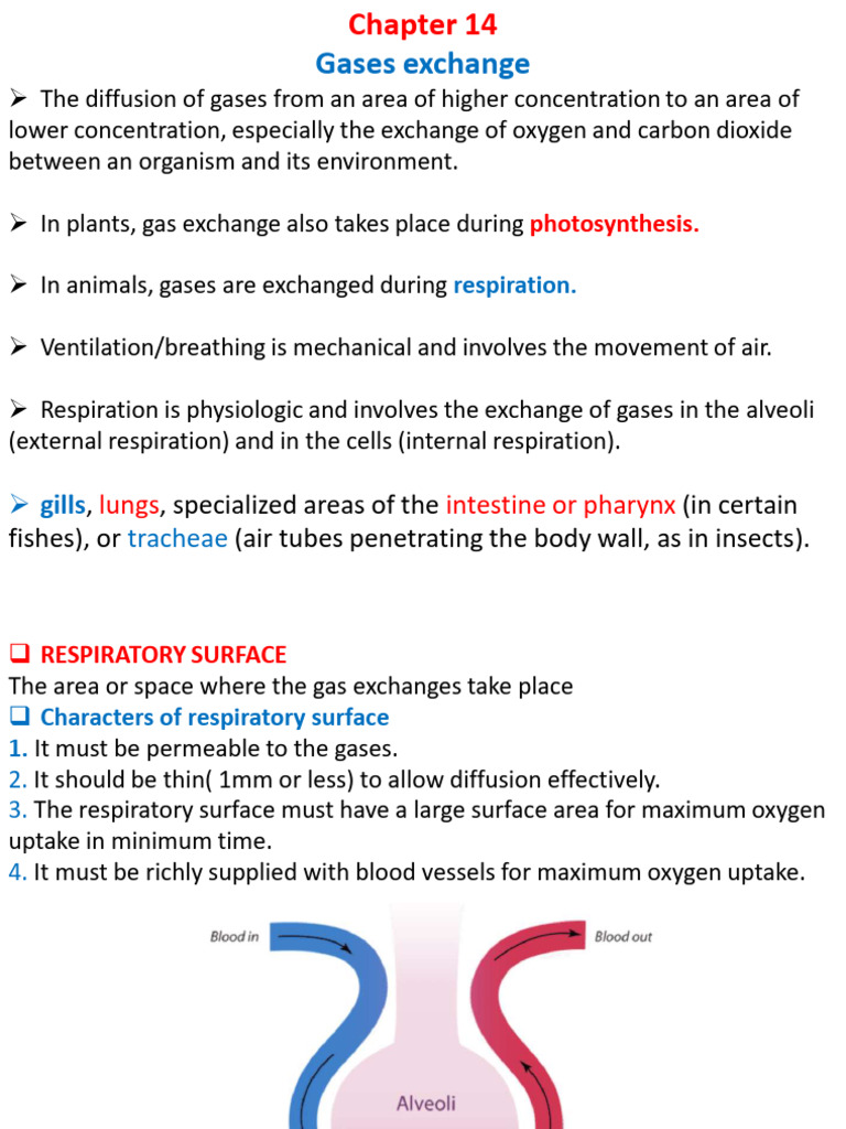 Gases Exchange | PDF | Respiratory Tract | Respiratory System