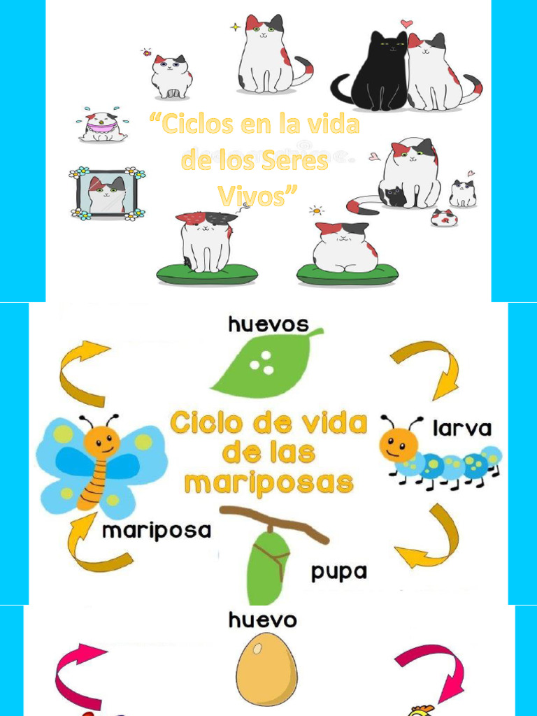 Ciclos de La Vida de Seres Vivos 1 | PDF