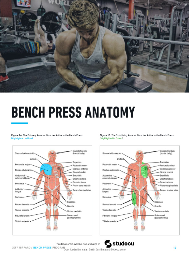 Bench Specialization Program Jeff Nippard | PDF